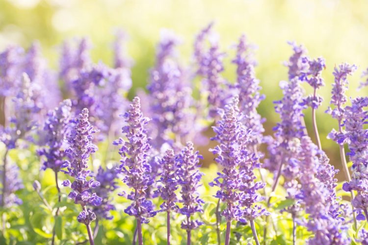 第3屆蕭邦露天演奏會 11/26大安森林公園登場 - 客新聞 HakkaNews