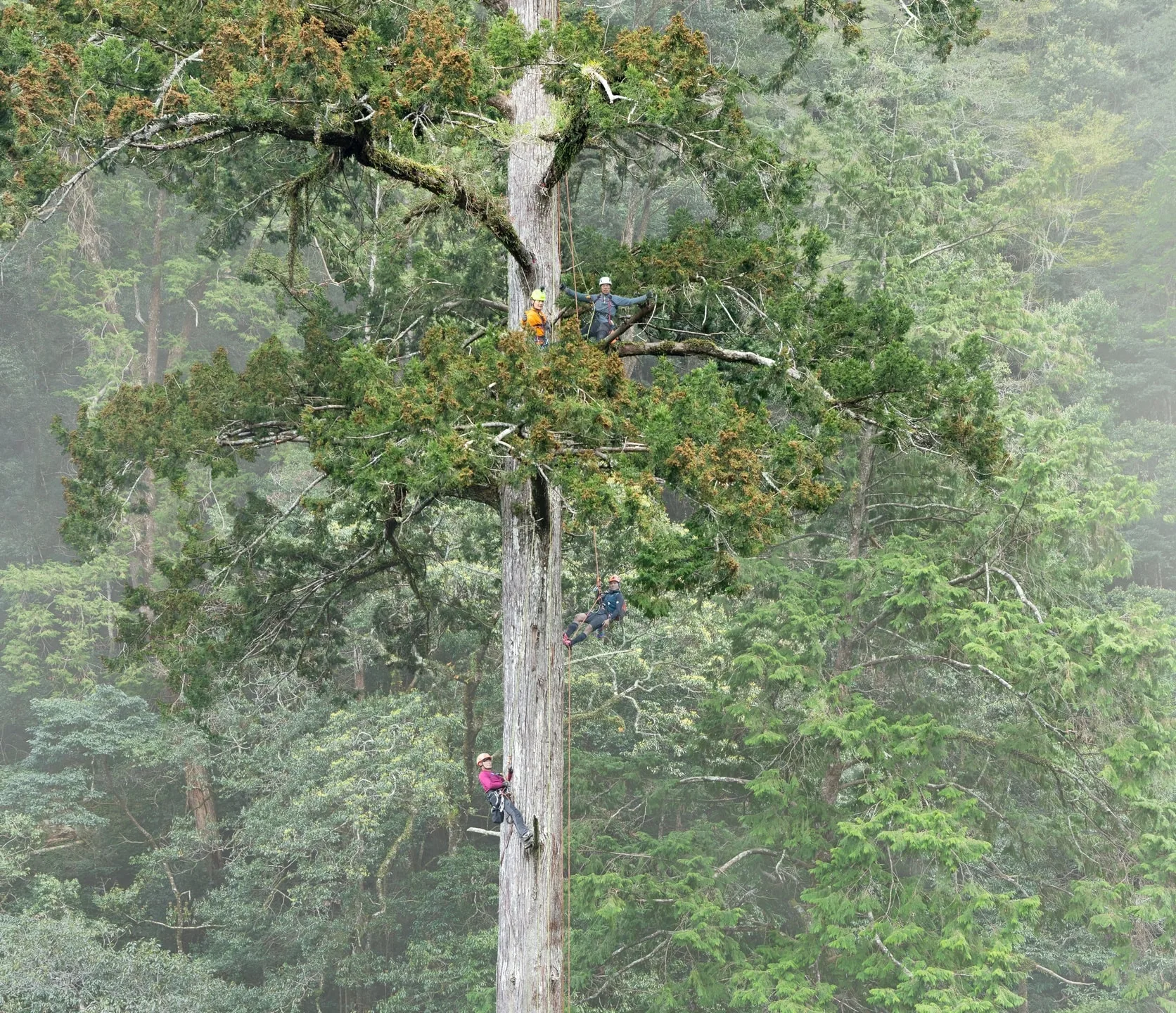 臺灣第一高樹84.1公尺「大安溪倚天劍」等身照 搶先看 - 客新聞 HakkaNews