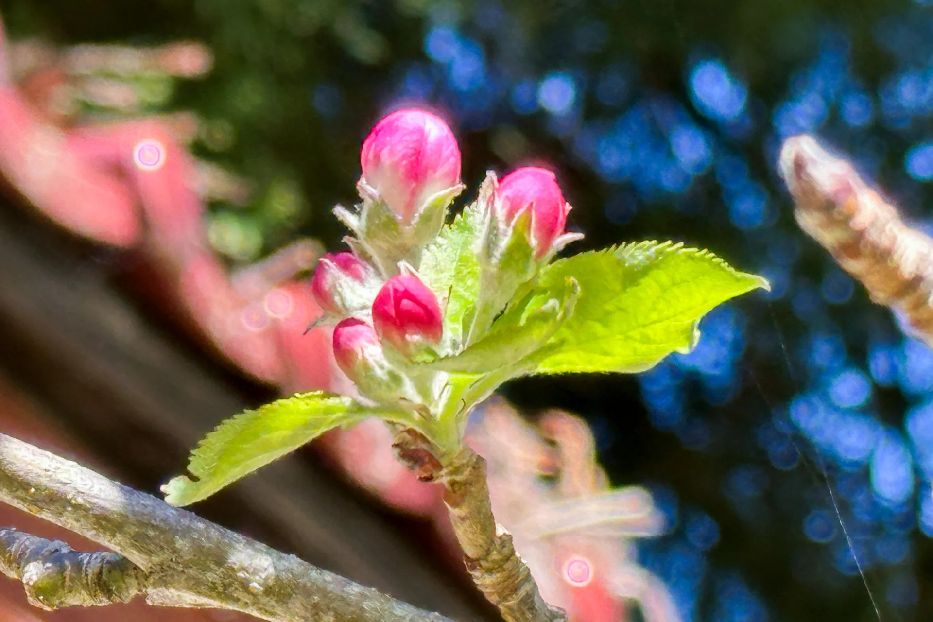 蕭秀琴專欄／蜜蘋果，藏在胸腔靠左的地方 - 客新聞 HakkaNews