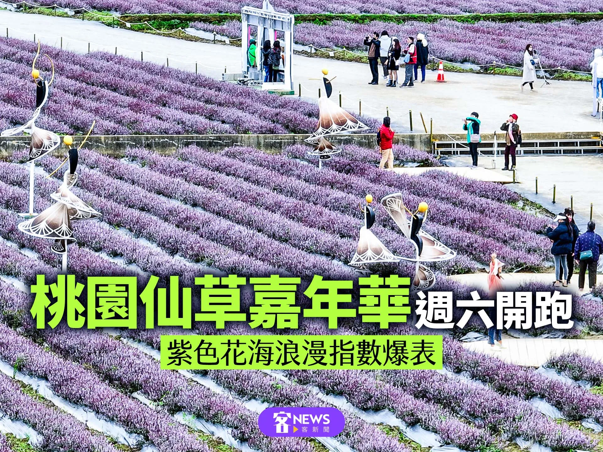 桃園仙草嘉年華週六開跑 紫色花海結合「酷洛米」浪漫指數爆表 - 客新聞 HakkaNews
