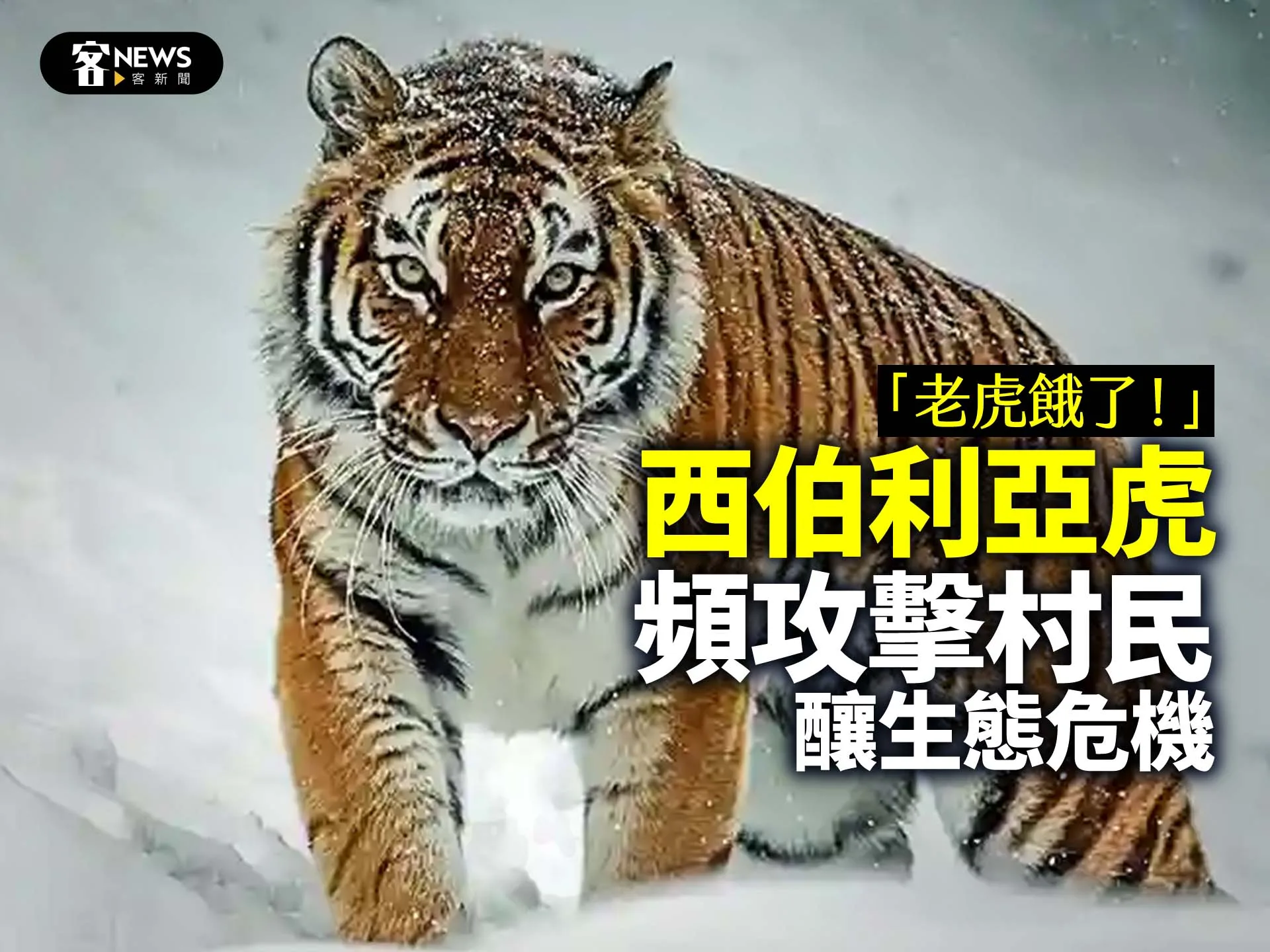 「老虎餓了！」西伯利亞虎頻攻擊村民 釀生態危機 - 客新聞 HakkaNews