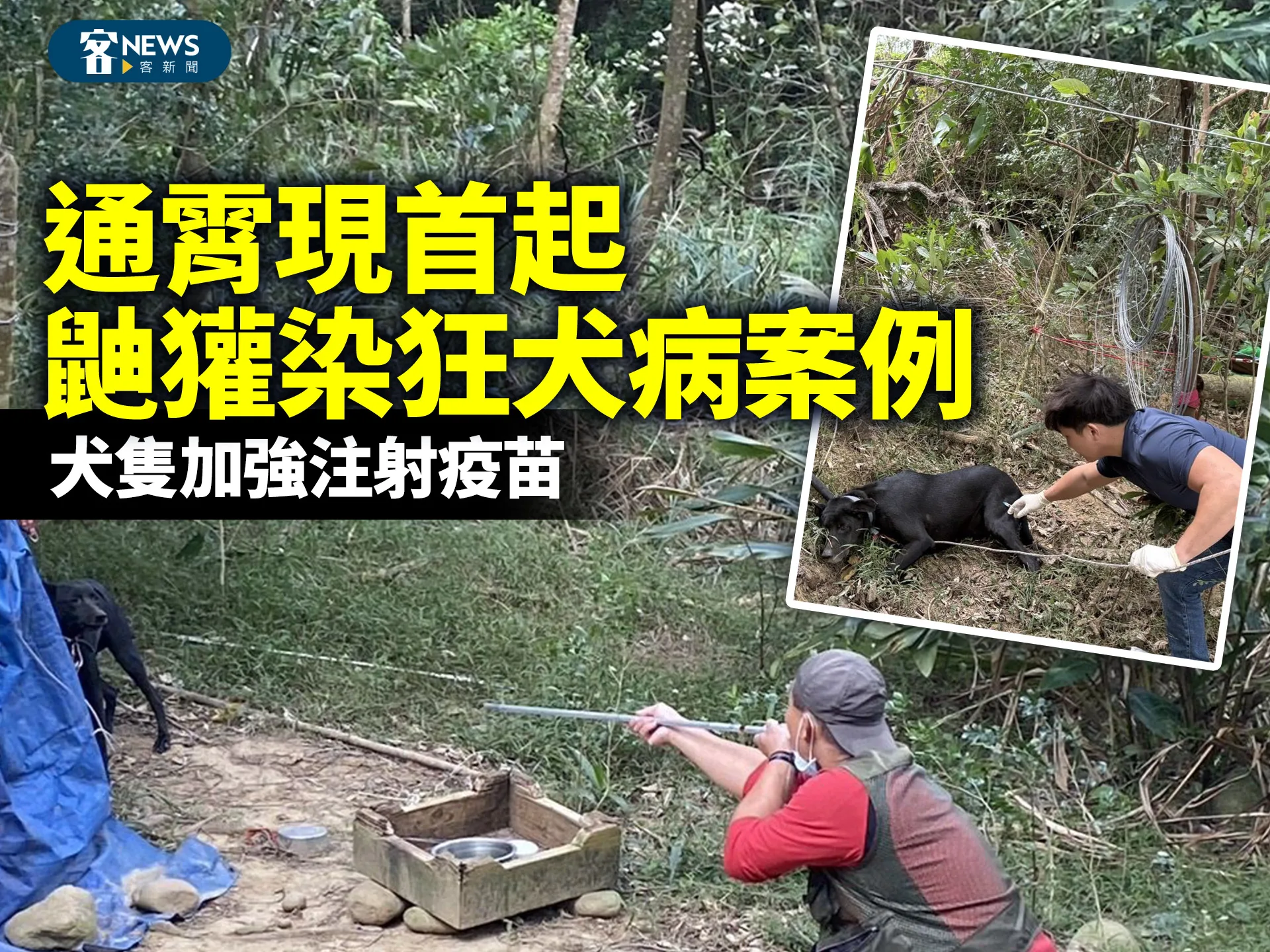 通霄現首起鼬獾染狂犬病案例 犬隻加強注射疫苗 - 客新聞 HakkaNews
