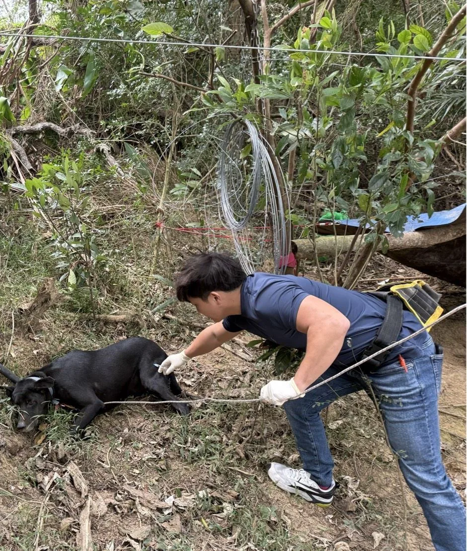 通霄現首起鼬獾染狂犬病案例 犬隻加強注射疫苗 - 客新聞 HakkaNews