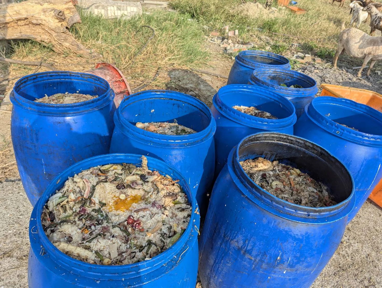 台南白河查獲廚餘餵豬 南市府重罰120萬元 - 客新聞 HakkaNews