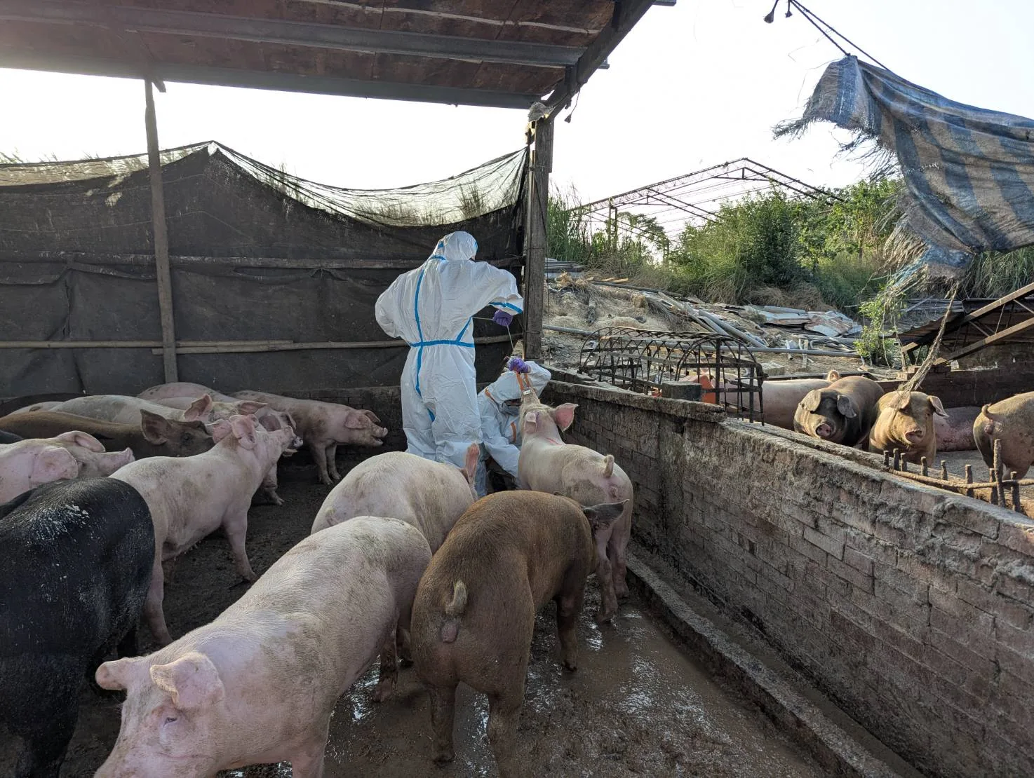 台南白河查獲廚餘餵豬 南市府重罰120萬元 - 客新聞 HakkaNews