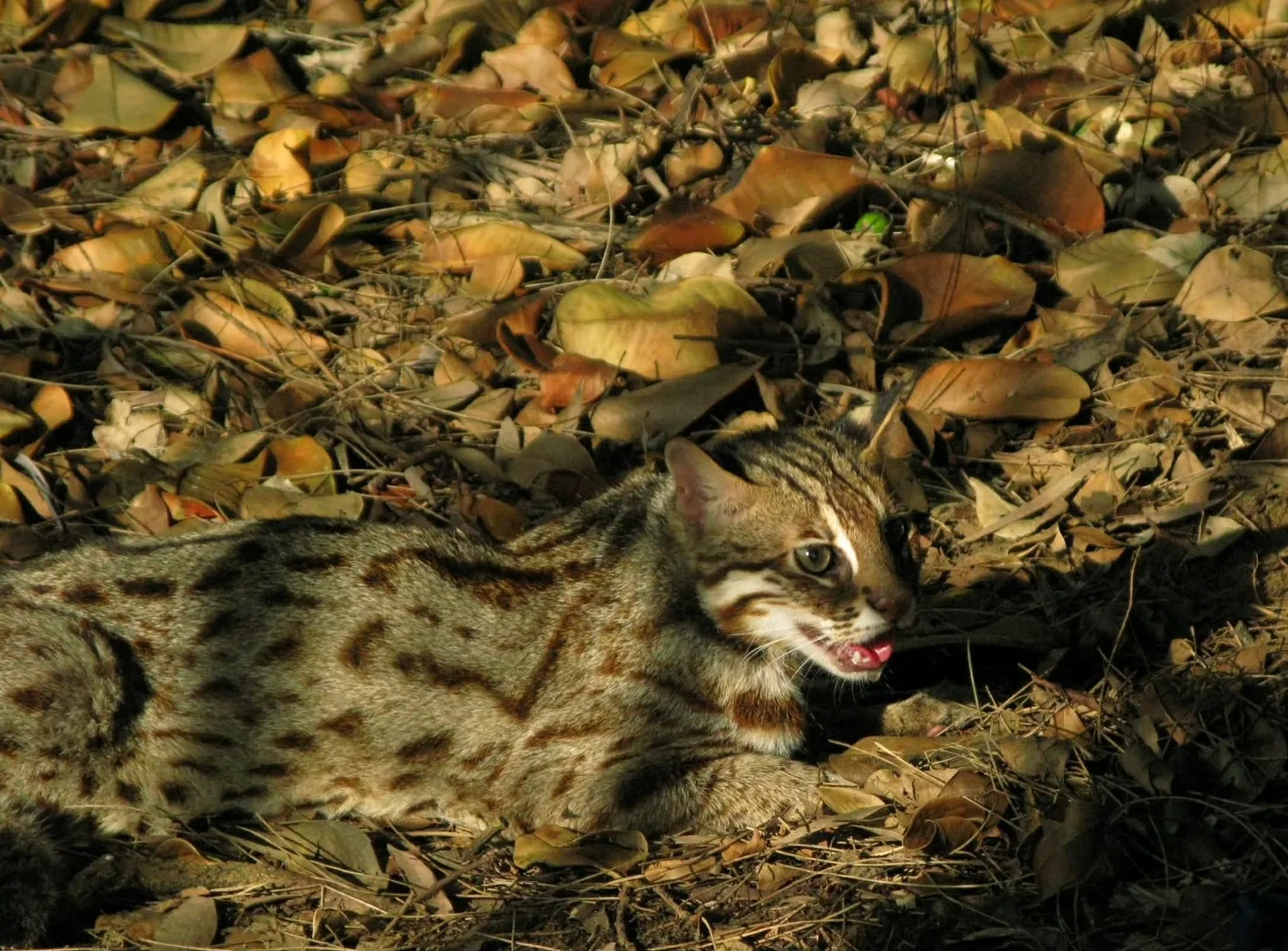 【影】石虎睽違31年現蹤阿里山 創雲嘉最高海拔發現紀錄【影】 - 客新聞 HakkaNews