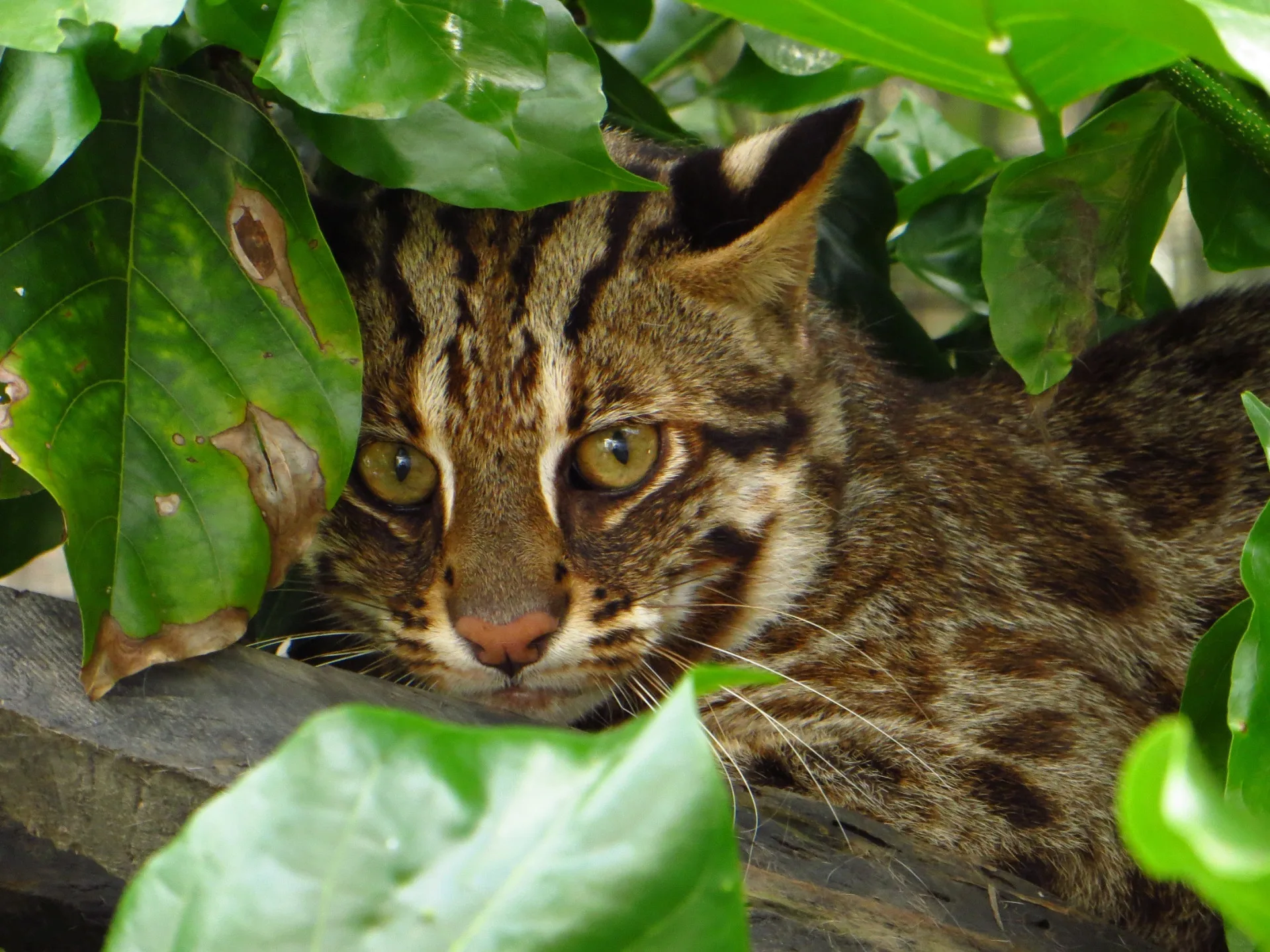 【影】石虎睽違31年現蹤阿里山 創雲嘉最高海拔發現紀錄【影】 - 客新聞 HakkaNews
