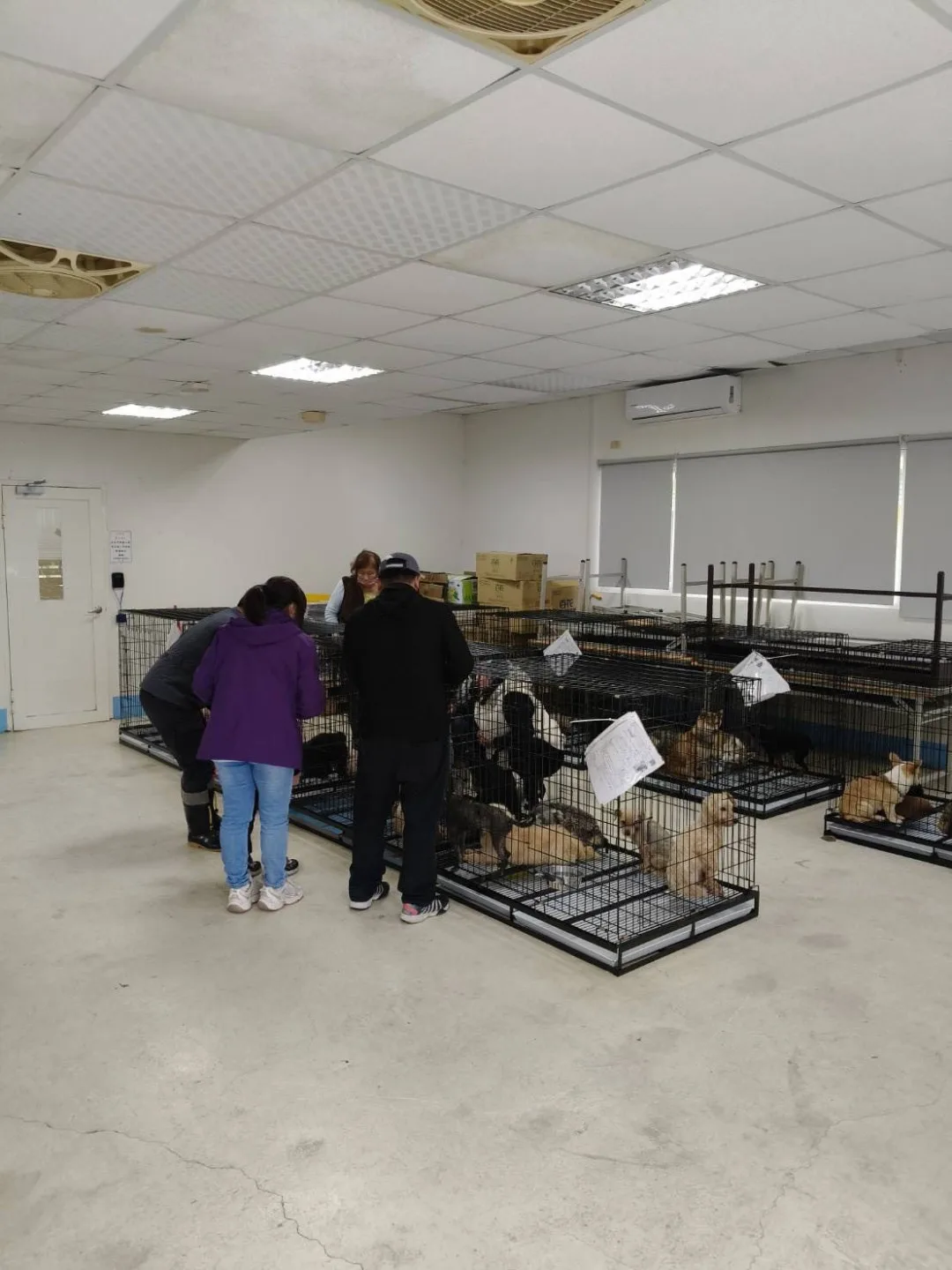 「人人犬舍」首批認養 52隻找到家、33隻等待中 - 客新聞 HakkaNews