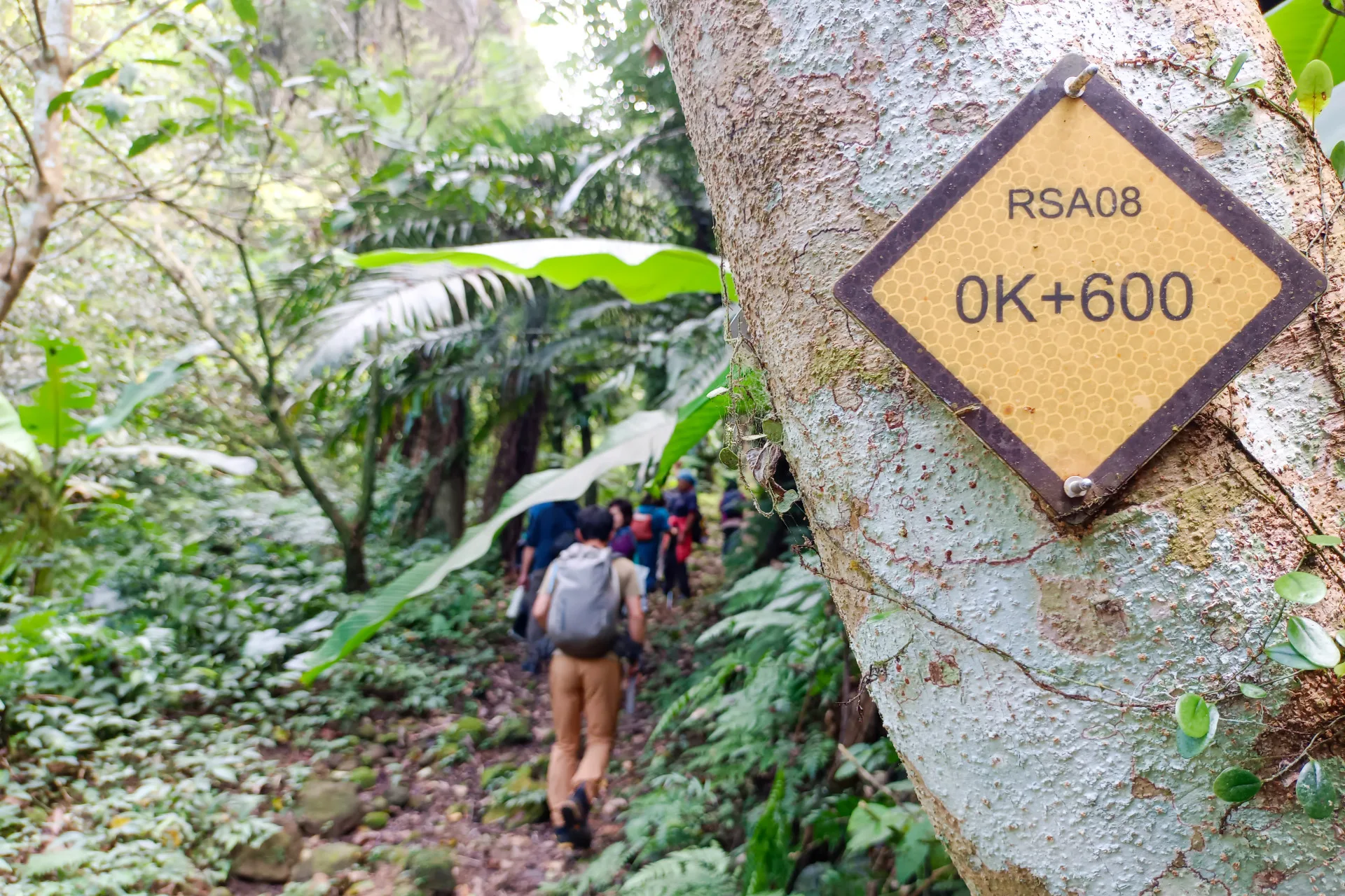 台日深化手作步道交流 樟之細路小粗坑古道成見學之地 - 客新聞 HakkaNews