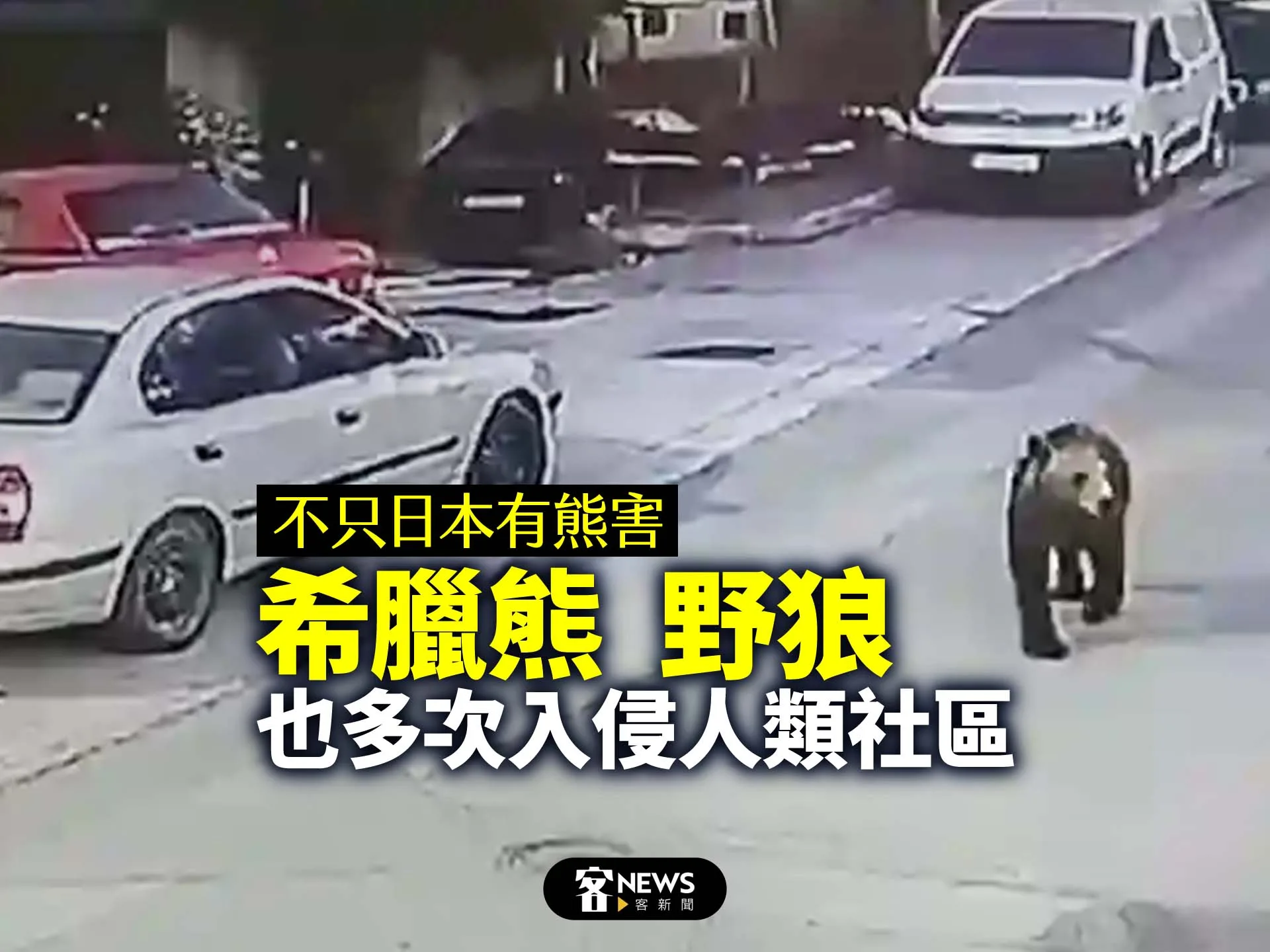 不只日本有熊害 希臘熊、野狼也多次入侵人類社區 - 客新聞 HakkaNews