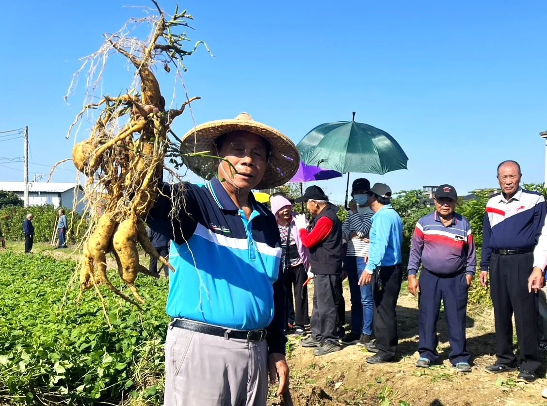 竹東黃金地瓜節29、30日登場 體驗焢窯、挖地瓜 - 客新聞 HakkaNews
