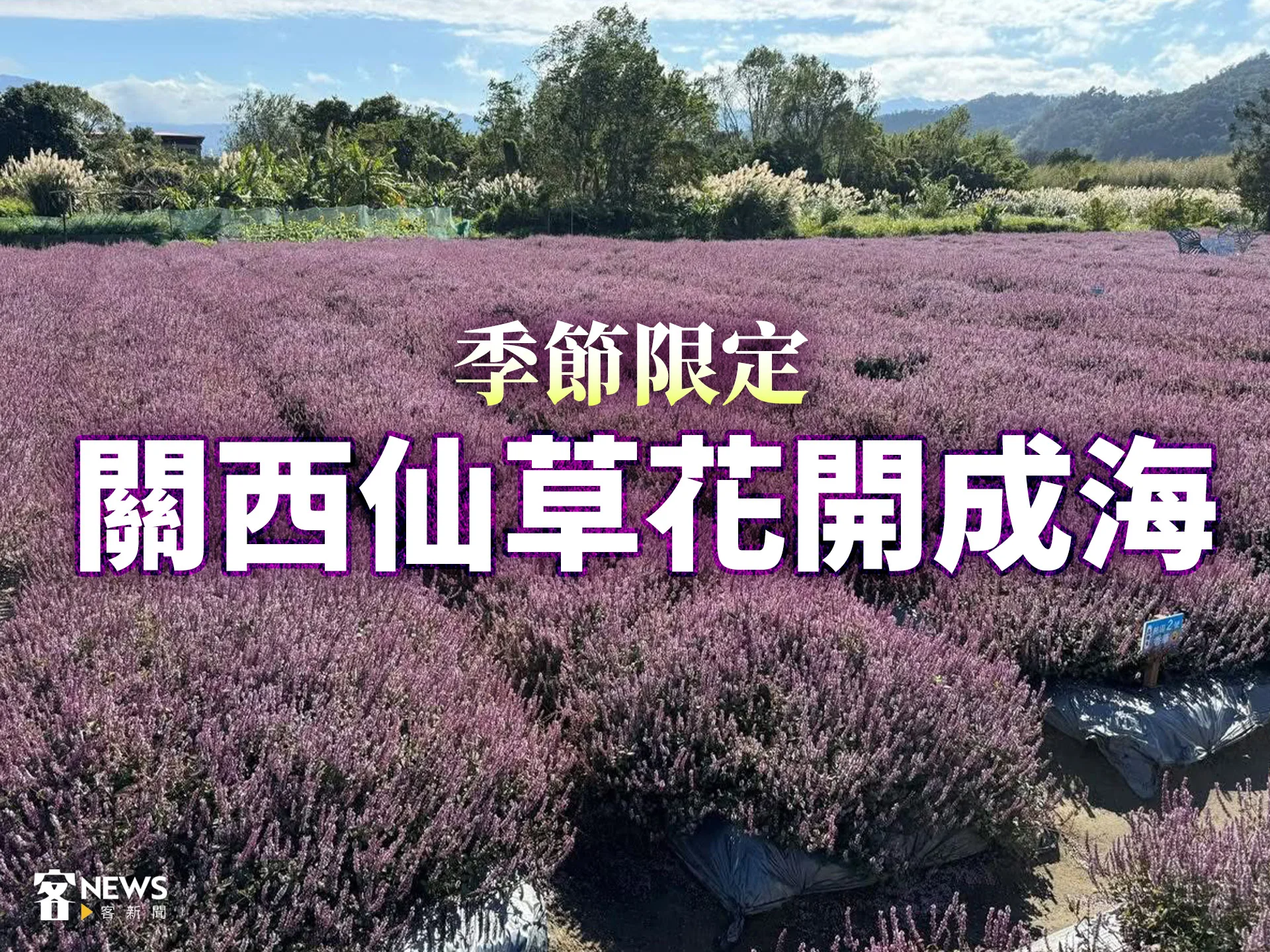 季節限定 關西仙草花開成海 - 客新聞 HakkaNews