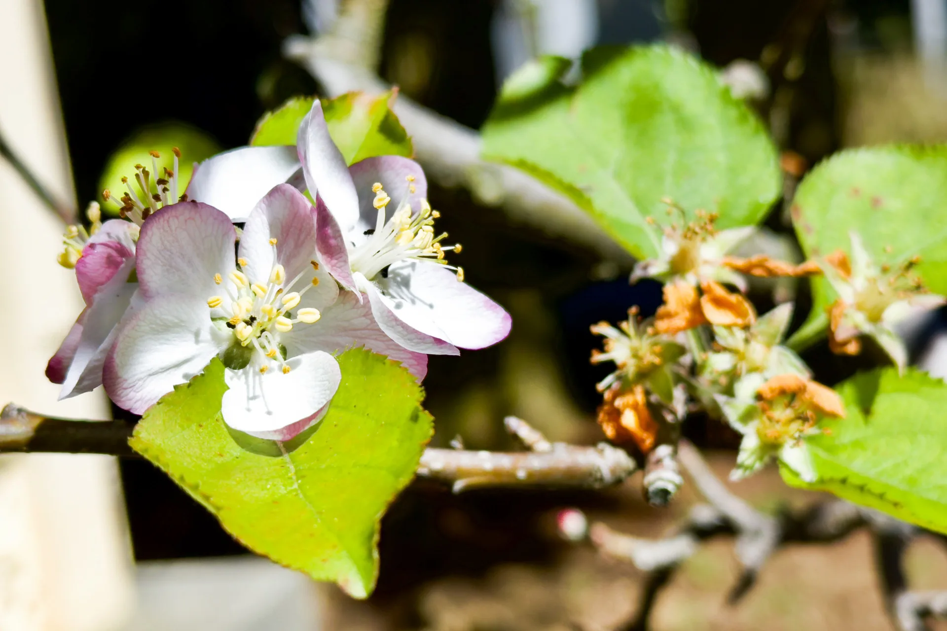 蕭秀琴專欄／蘋果派對，世界上誰最美 - 客新聞 HakkaNews