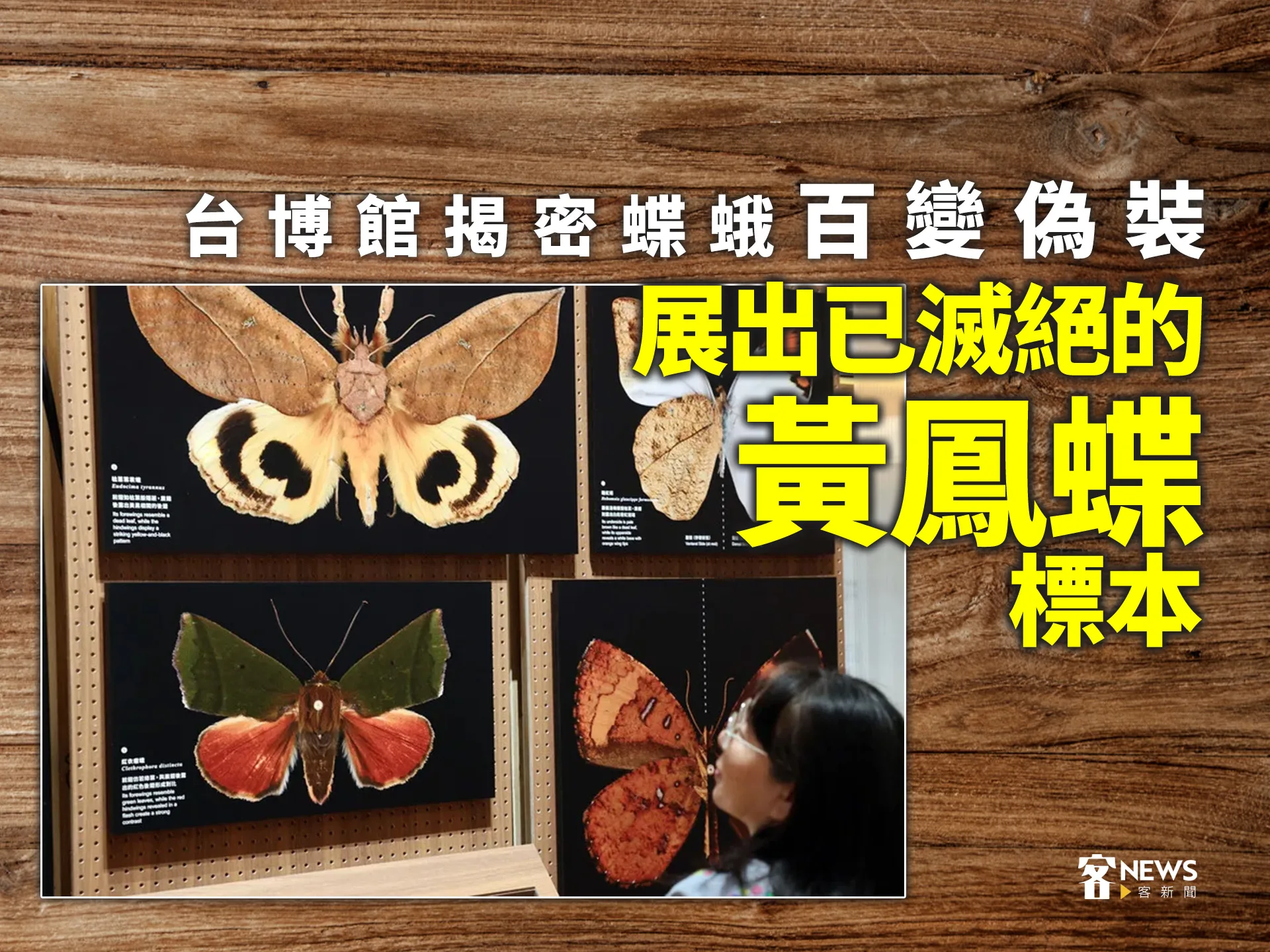 台博館揭密蝶蛾百變偽裝 展出已滅絕的黃鳳蝶標本 - 客新聞 HakkaNews