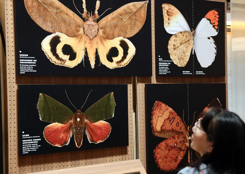 台博館揭密蝶蛾百變偽裝 展出已滅絕的黃鳳蝶標本 - 客新聞 HakkaNews