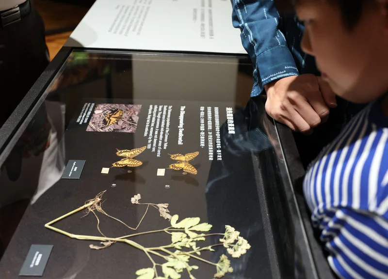 台博館揭密蝶蛾百變偽裝 展出已滅絕的黃鳳蝶標本 - 客新聞 HakkaNews