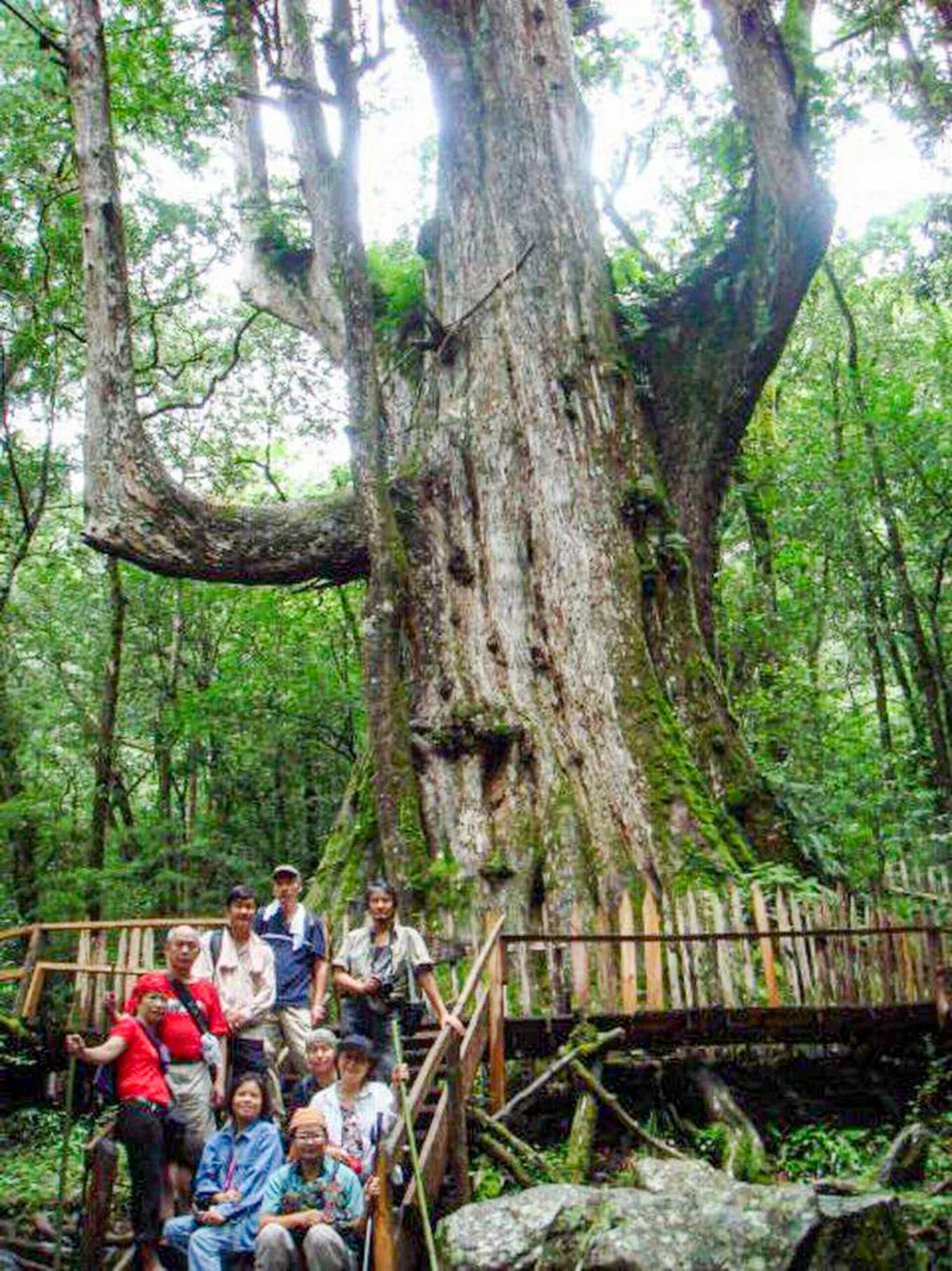 陳權欣專欄／生命之樹 台灣大樹下的人情、記憶與命運 - 客新聞 HakkaNews