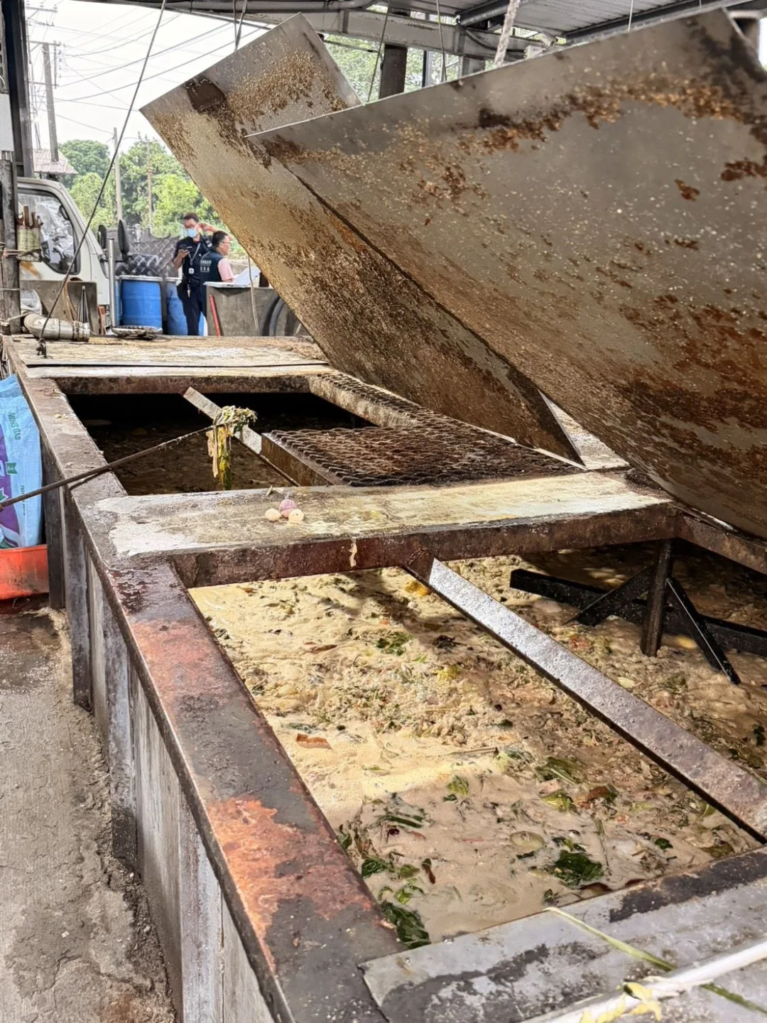 違規廚餘養豬遭罰80萬 農業部：廚餘養豬將定落日條款 - 客新聞 HakkaNews